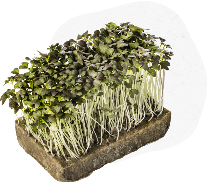 Seeds Trading – Sibirya Agro Trading